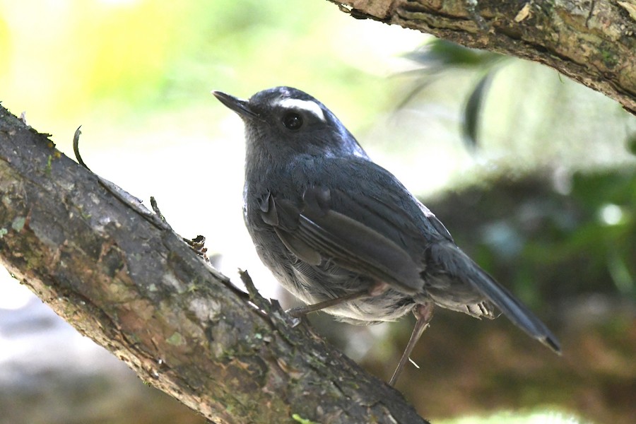 Chinese Shortwing - eBird