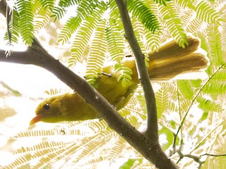 Inti Tanager - eBird