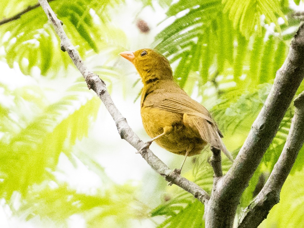 Inti Tanager - eBird