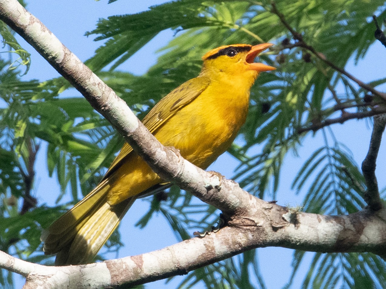 Inti Tanager - eBird