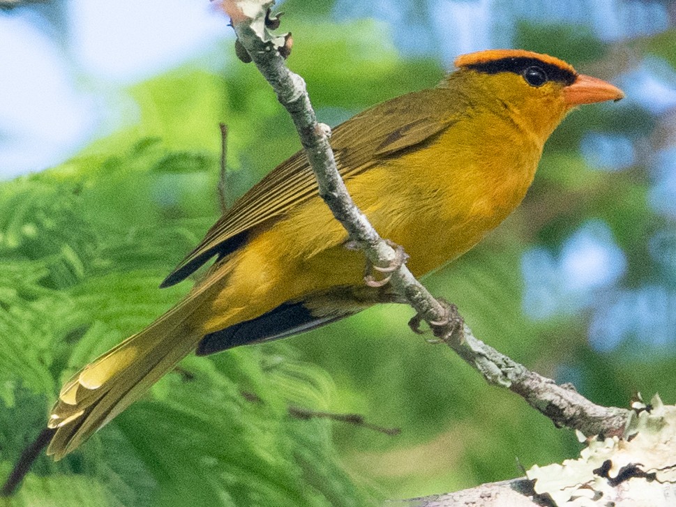 Inti Tanager - eBird