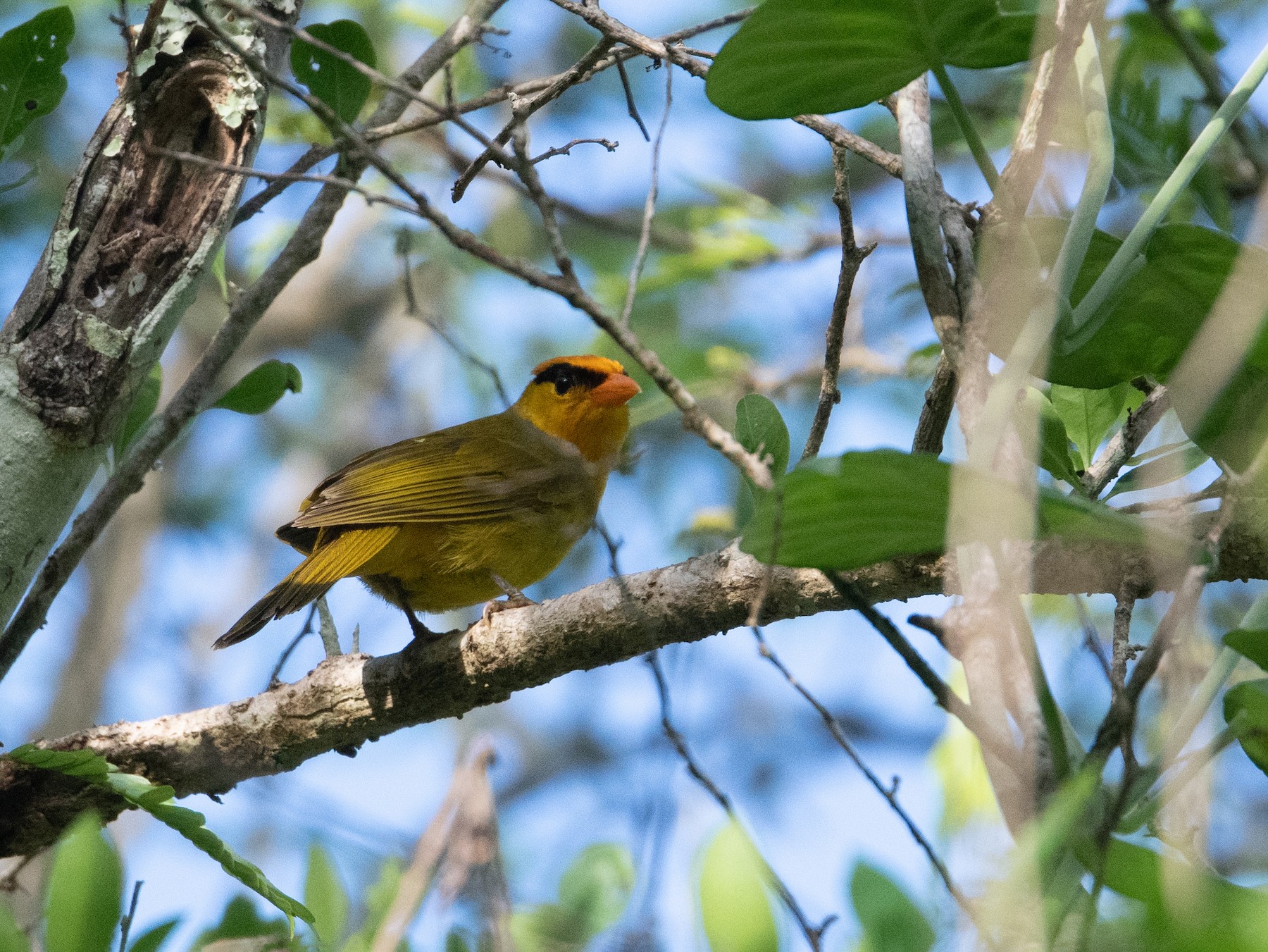 Inti Tanager - eBird