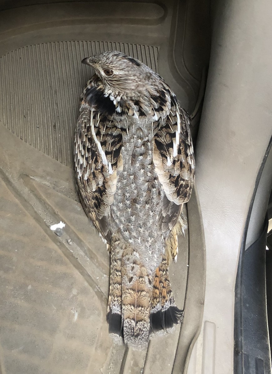 eBird Checklist - 2 May 2018 - Badger Gate - 1 species