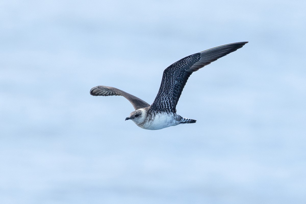 eBird Checklist - 13 Aug 2022 - Off Mission Bay (offshore species only ...