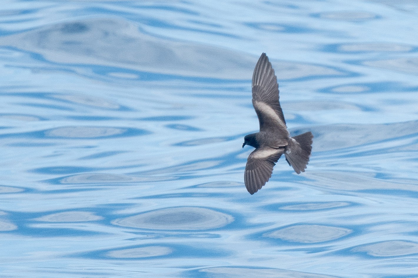 Leach's/Townsend's Storm-Petrel (dark-rumped) - eBird