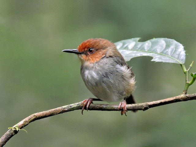 Photos - African Tailorbird - Artisornis metopias - Birds of the World