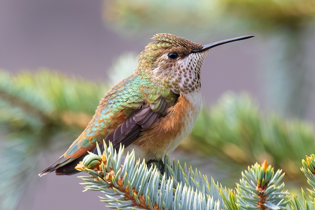 ML475878271 - Rufous Hummingbird - Macaulay Library