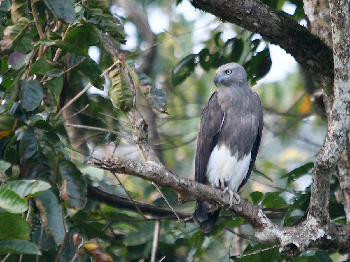 eBird Malaysia Checklist - 11 Aug 2022 - Earth Lodge, Ulu Muda - 80 ...