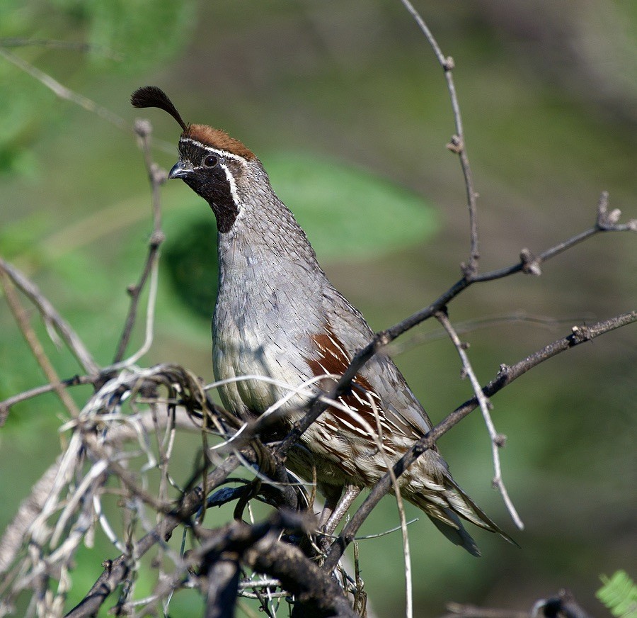 eBird Checklist - 16 Aug 2022 - Catalina SP - 45 species