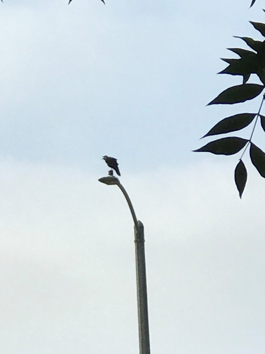 eBird Checklist - 30 Aug 2021 - Santa Ana, CA - 4 species