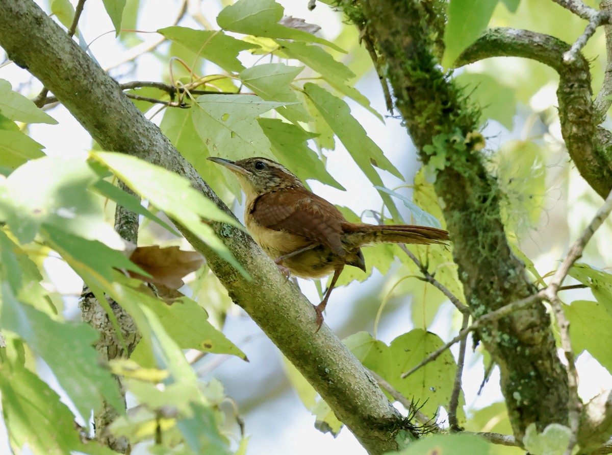 eBird Checklist - 16 Aug 2022 - Cora C. Harrison Preserve - 3 species
