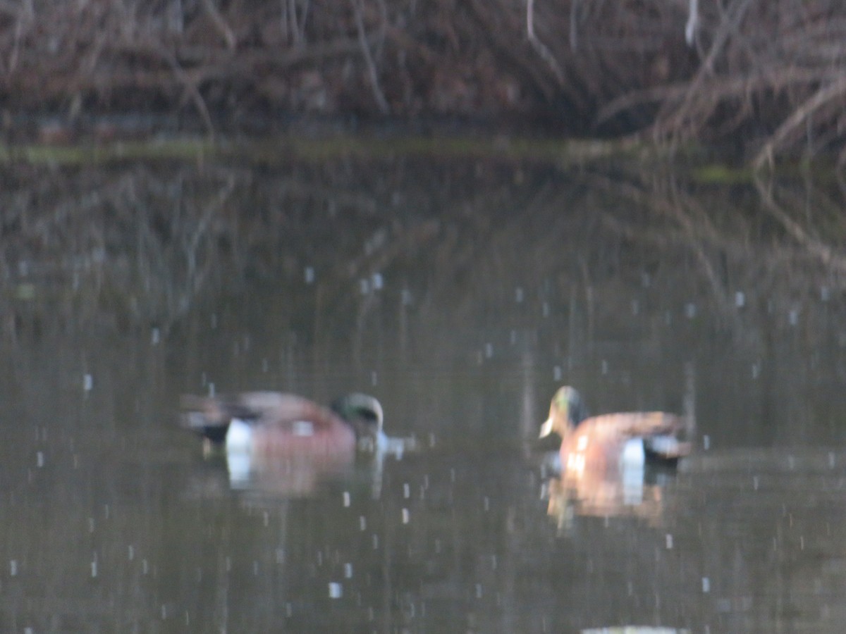 eBird Checklist - 12 Mar 2022 - Pinecone Street, Payson, AZ - 18 species