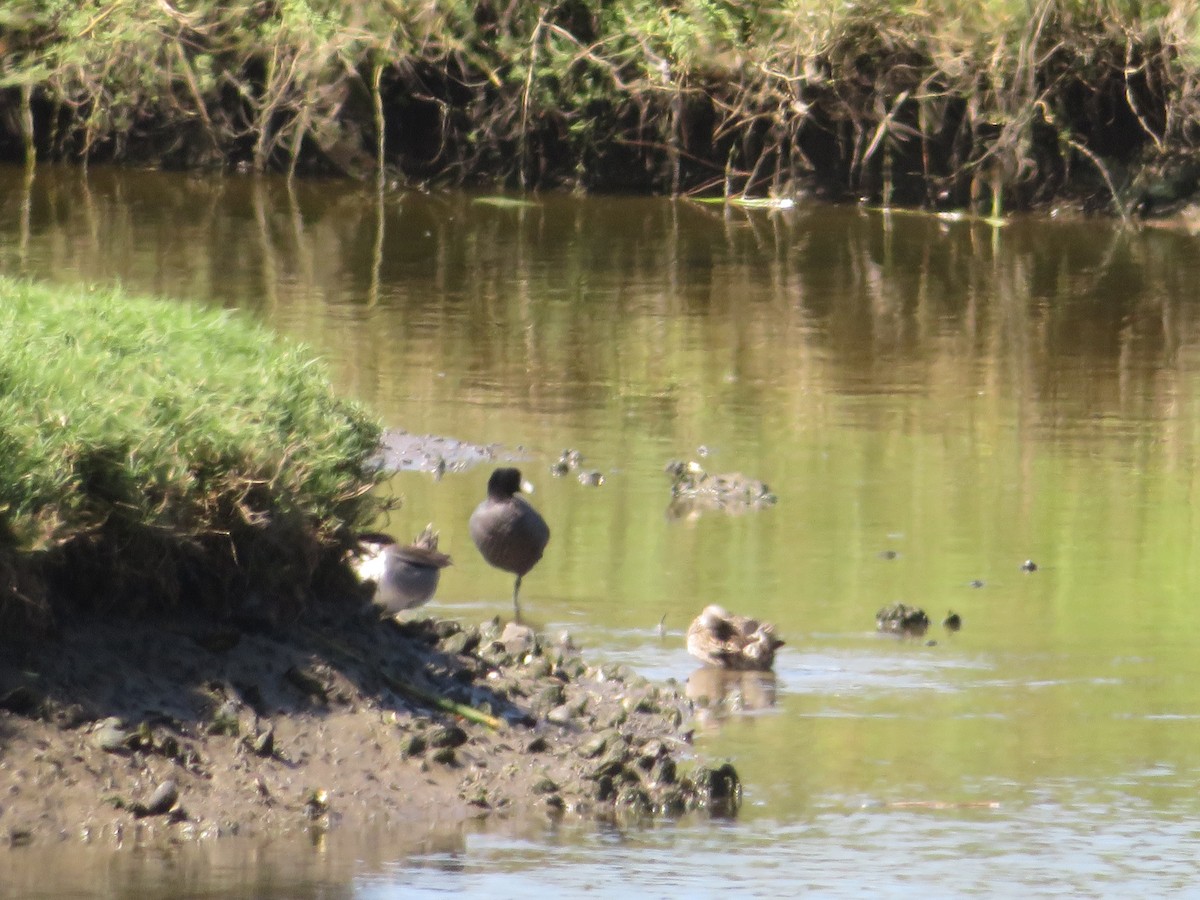 eBird Checklist - 14 Apr 2022 - Upper Newport Bay Nature Preserve--Muth ...