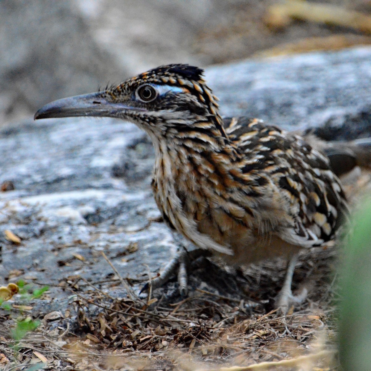 eBird Checklist - 12 Aug 2022 - Coronado National Forest, Tucson US-AZ ...