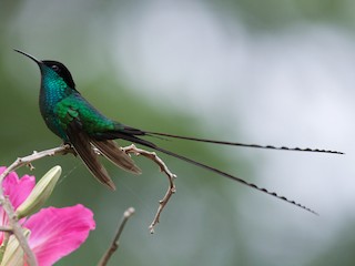 Black-billed Streamertail - eBird