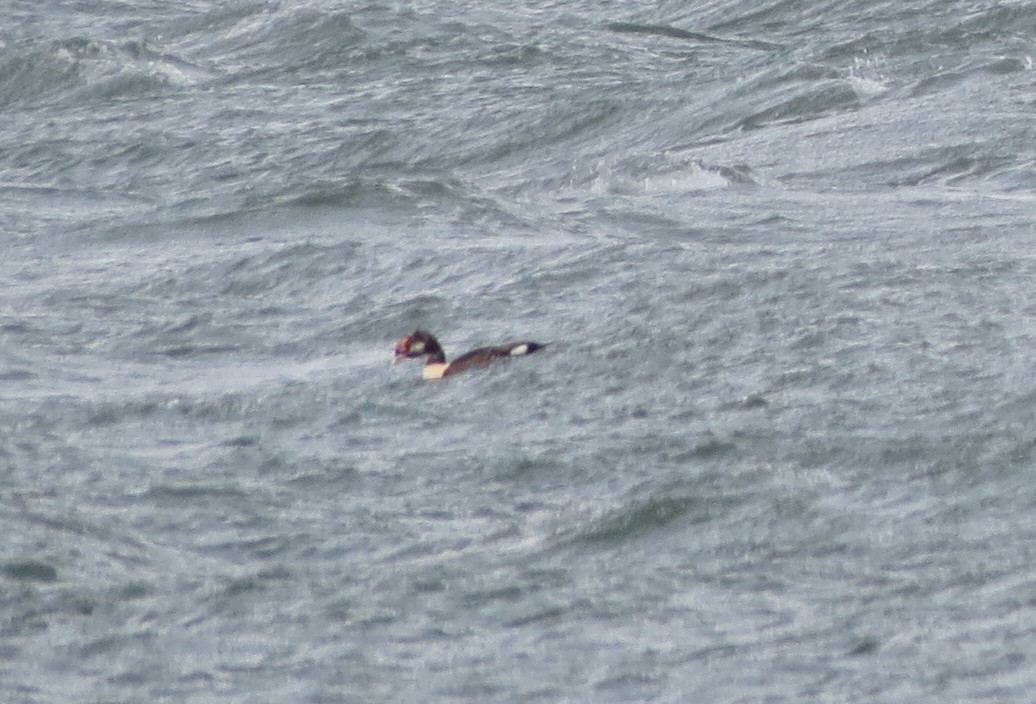 eBird Checklist - 5 Feb 2017 - Fossil Point - 27 species