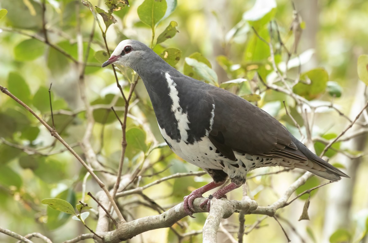ML476176471 Wonga Pigeon Macaulay Library