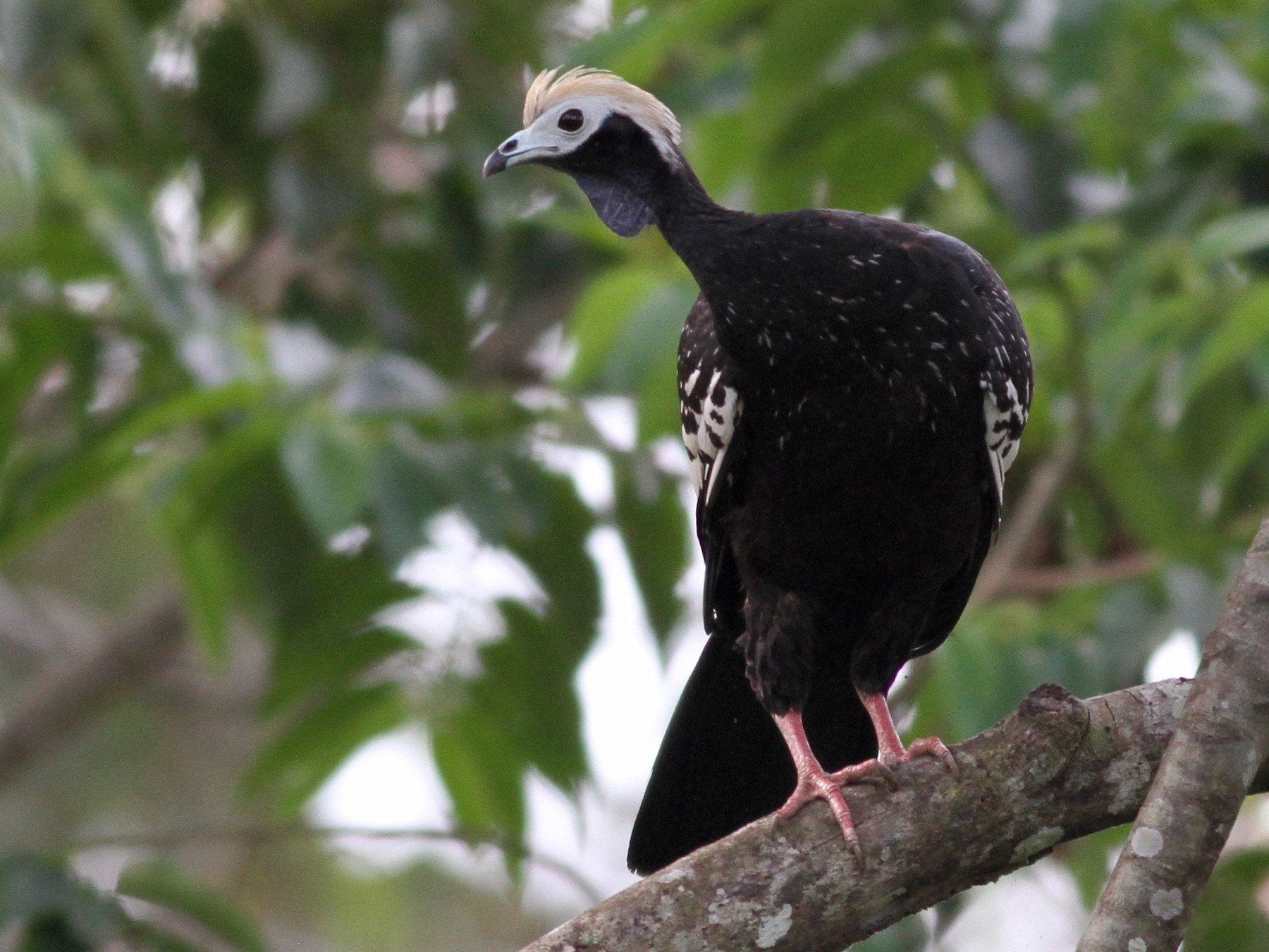 Blue-throated Piping-Guan - eBird