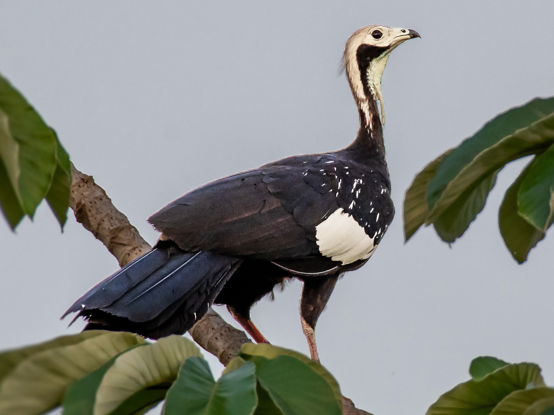 White-throated Piping-Guan - eBird