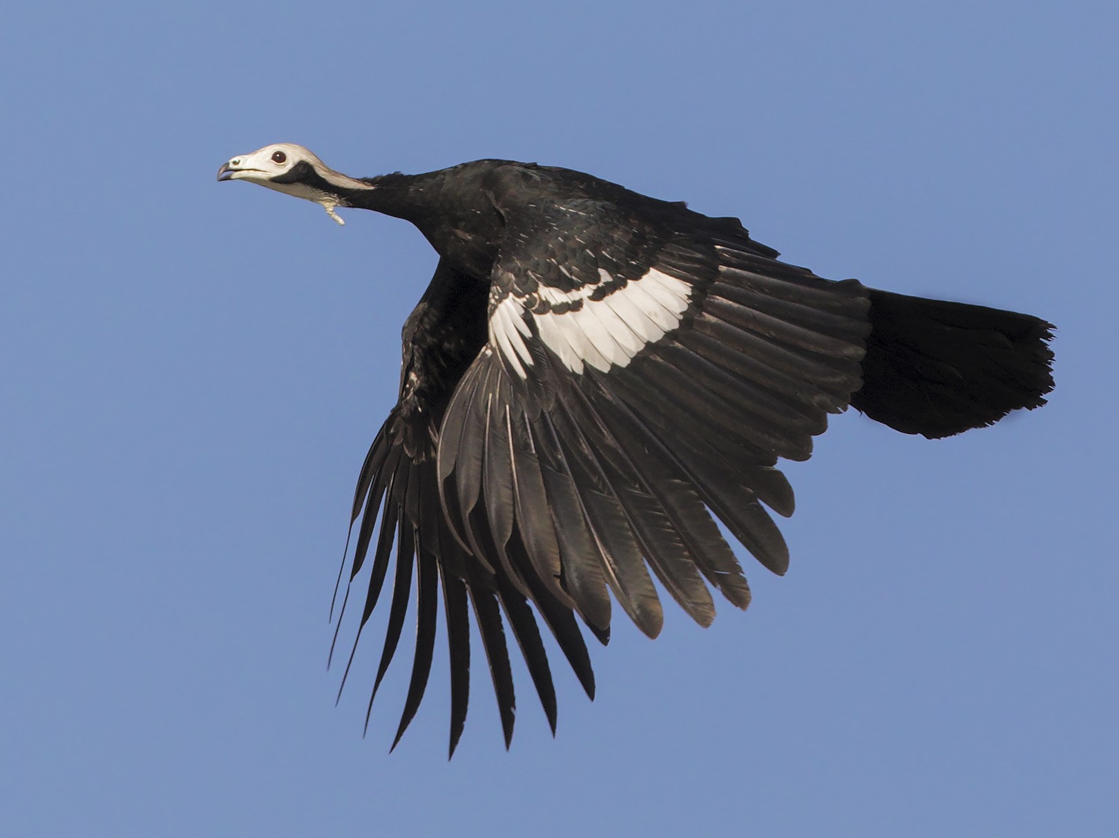 Blue-throated Piping-Guan (White-throated) - eBird