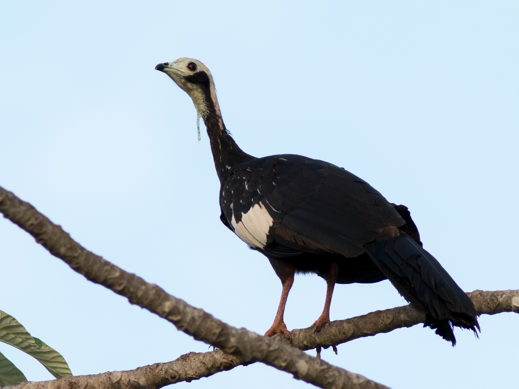 White-throated Piping-Guan - eBird