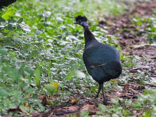 Western Crested Guineafowl - eBird