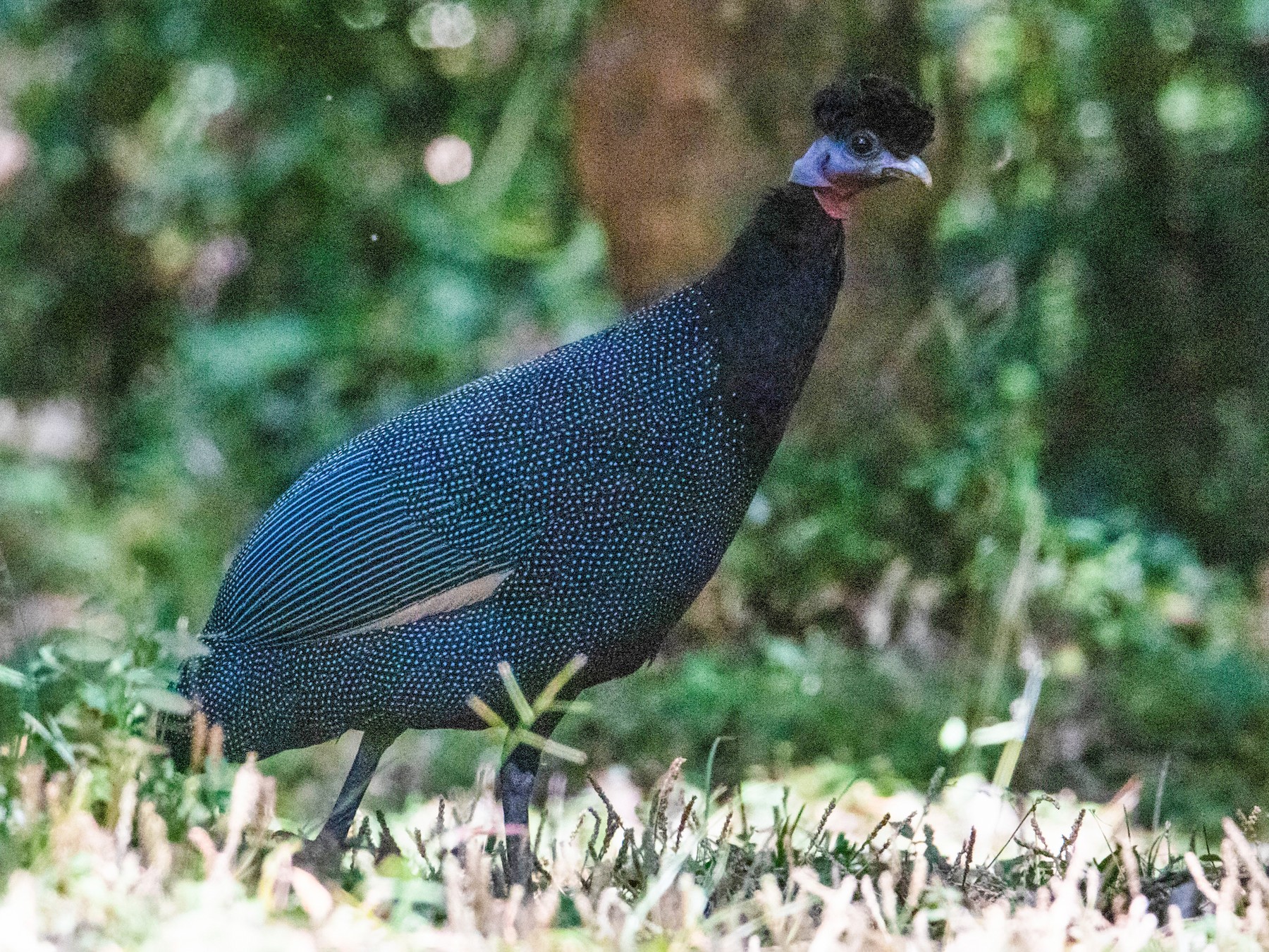 Kongo-Haubenperlhuhn - eBird