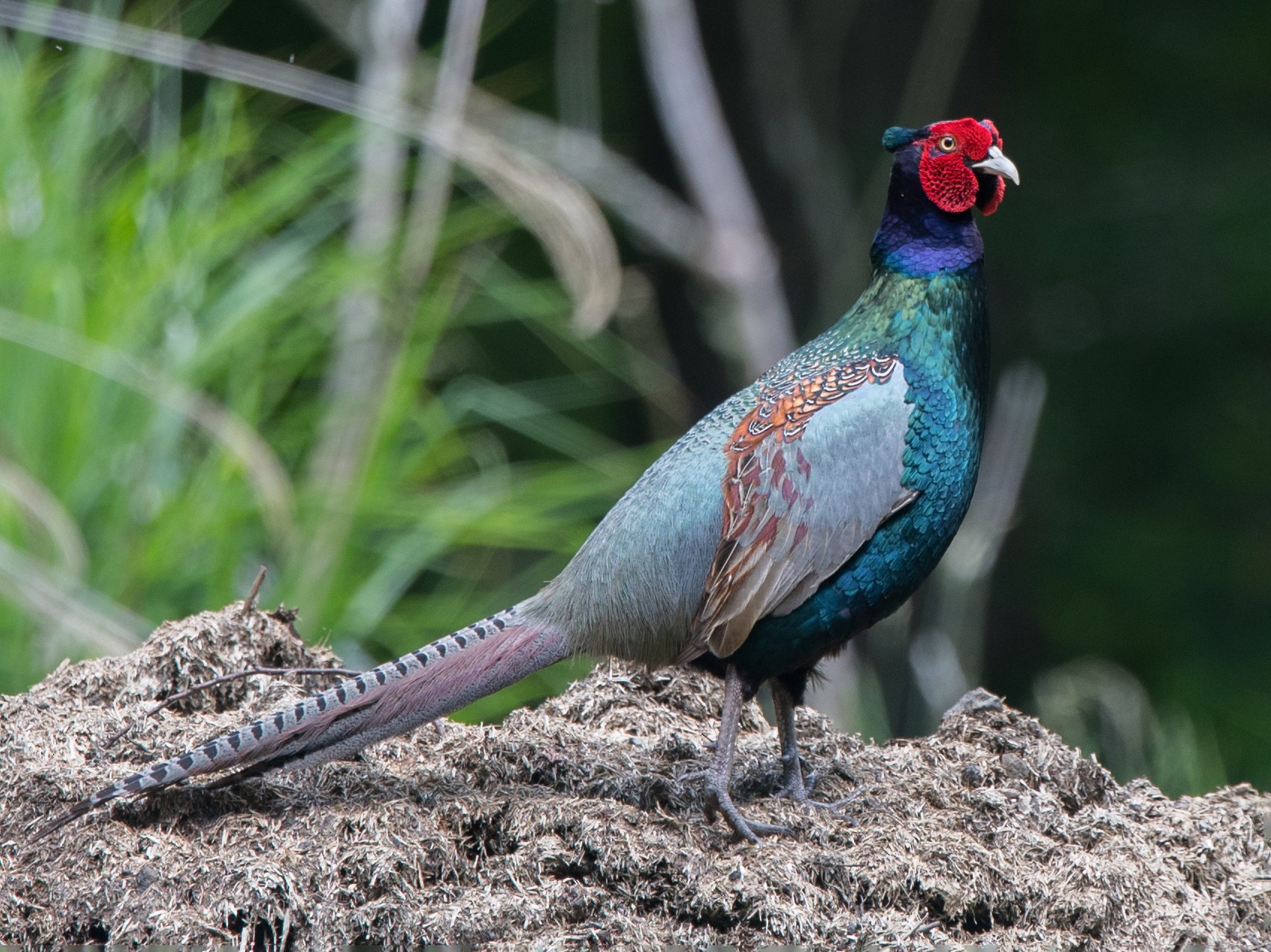 Green Pheasant - eBird