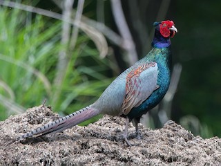 Green Pheasant - eBird