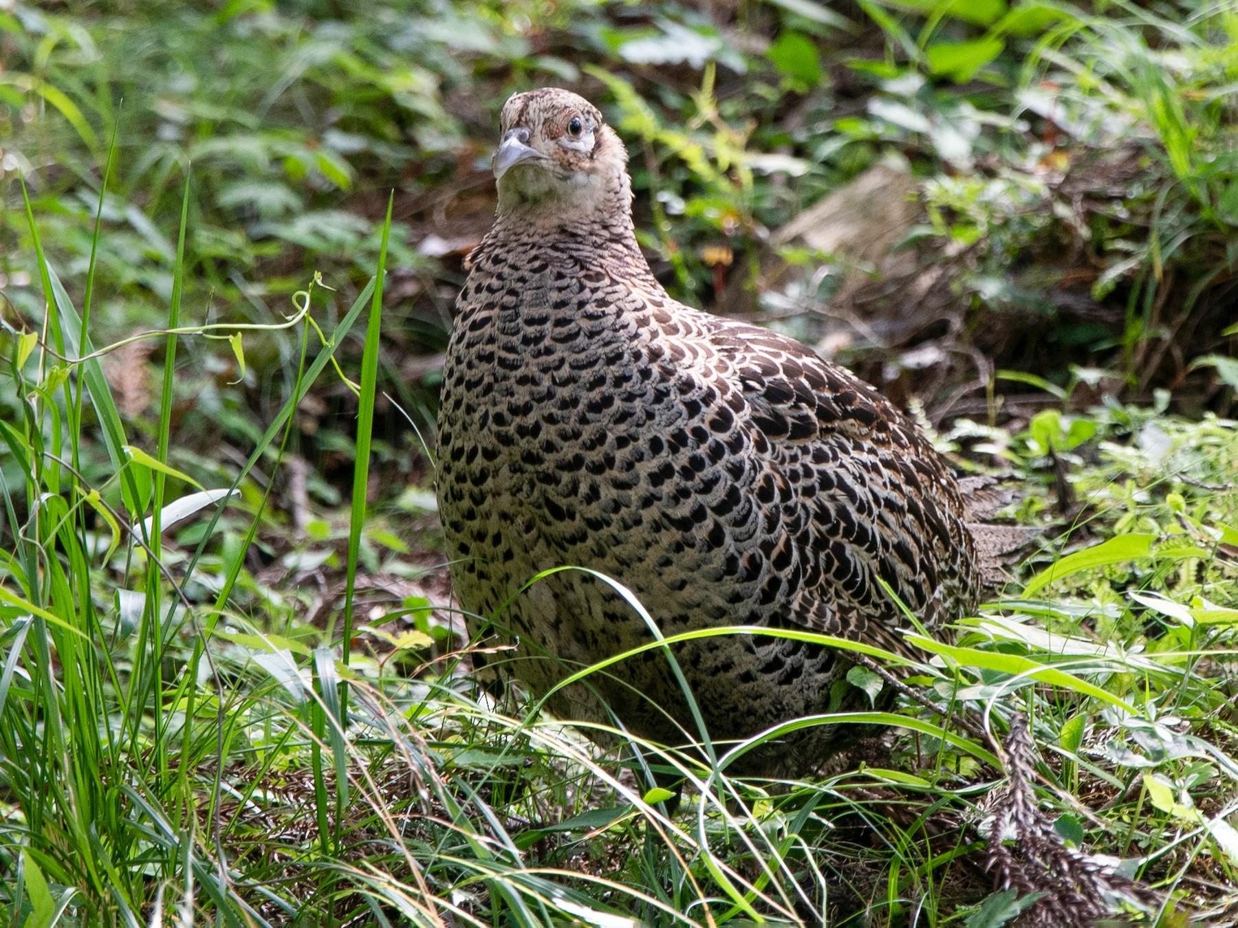 Green Pheasant - eBird