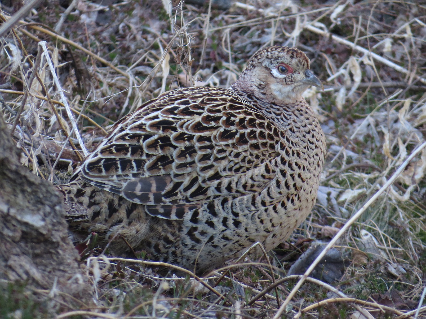 Green Pheasant - eBird