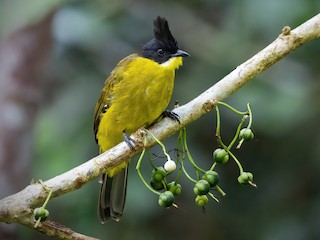 Bornean Bulbul - Rubigula montis - Birds of the World