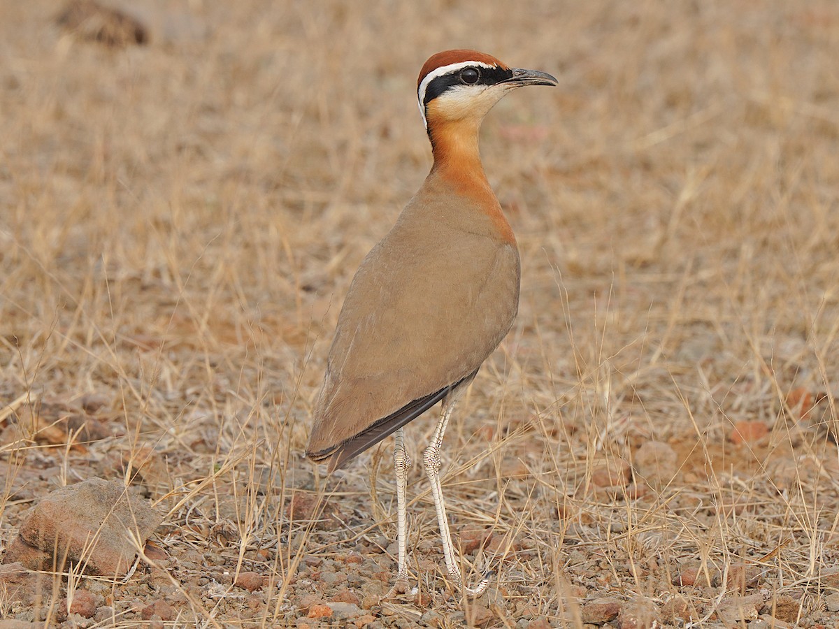 Indian Courser - Cursorius coromandelicus - Birds of the World