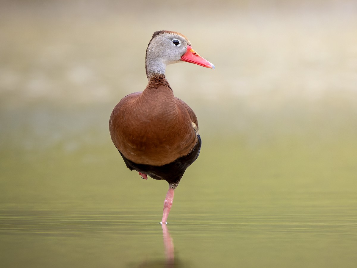 Black Bellied Whistling Ducks Information