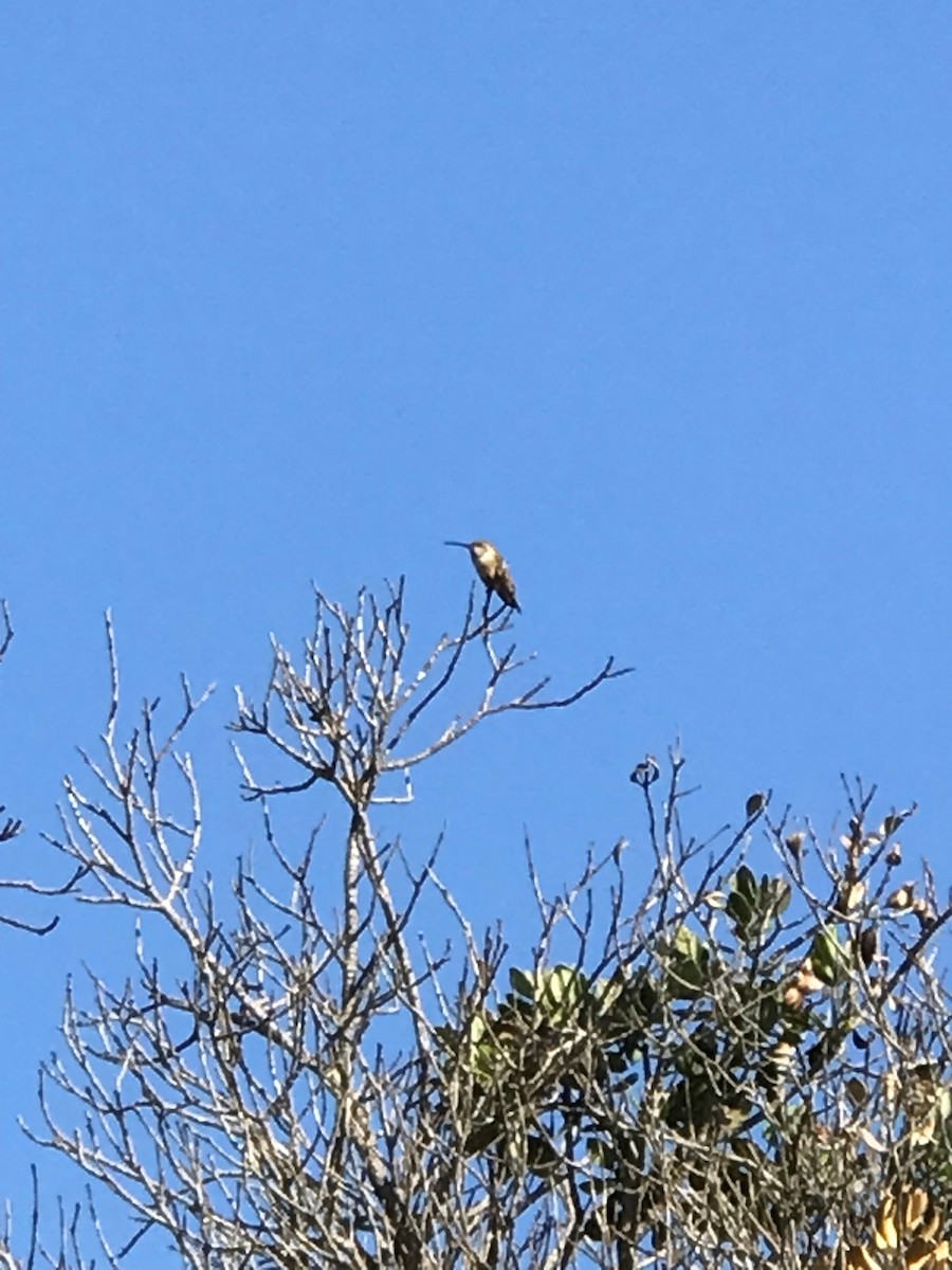 eBird Checklist - 3 Sep 2021 - Cypress Avenue, Santa Ana, CA - 6 species