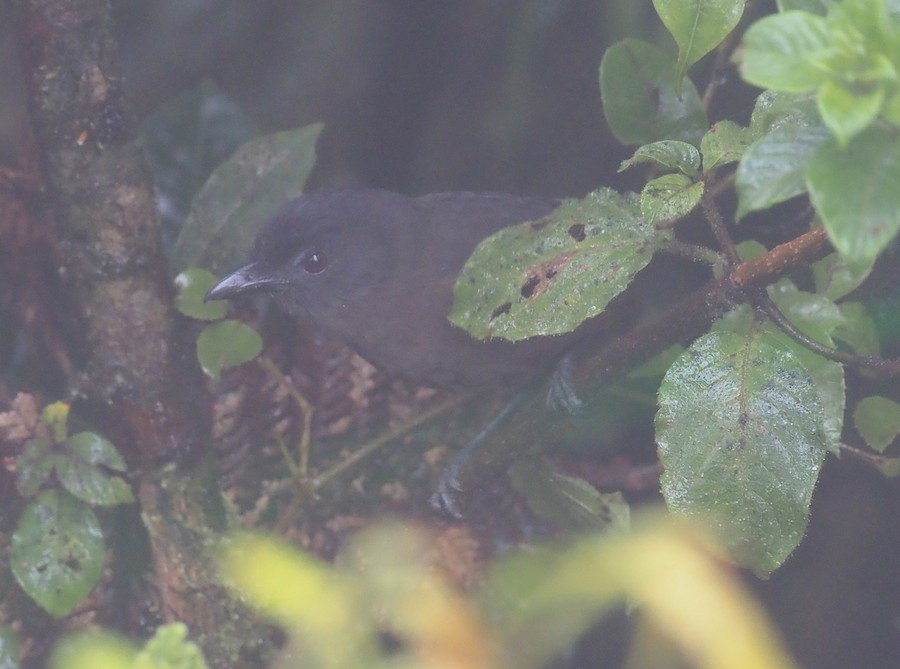 Picanzo Sombrío - eBird