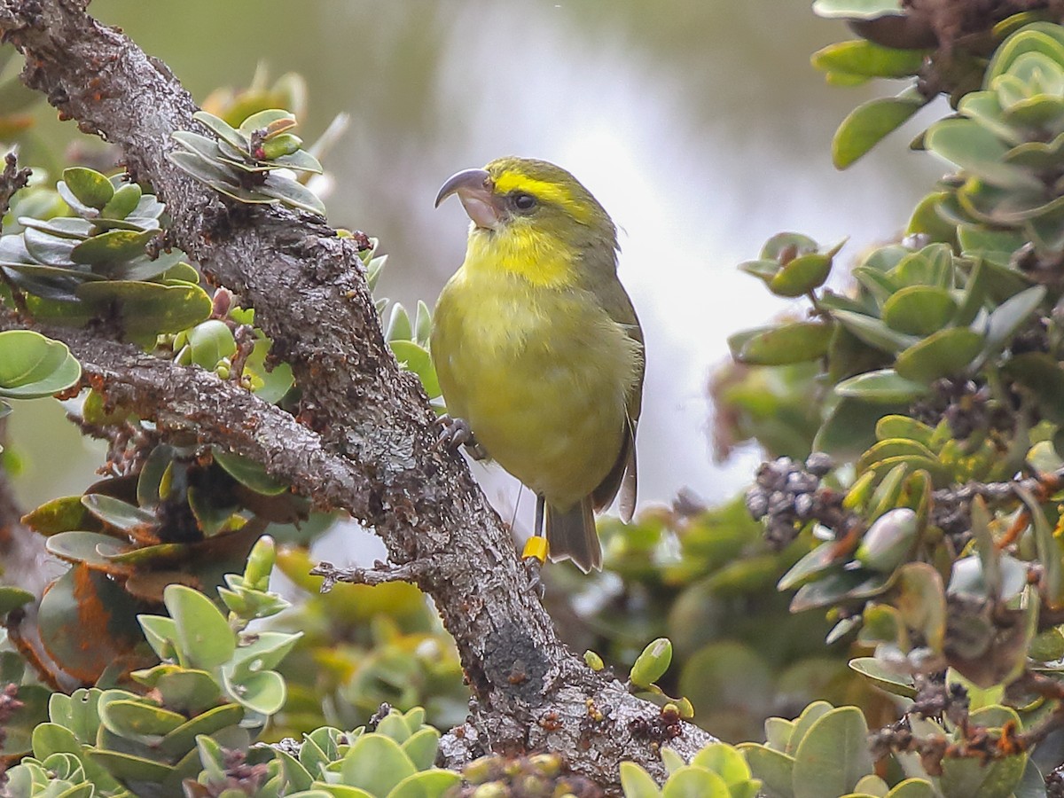 Maui Parrotbill - Pseudonestor xanthophrys - Birds of the World
