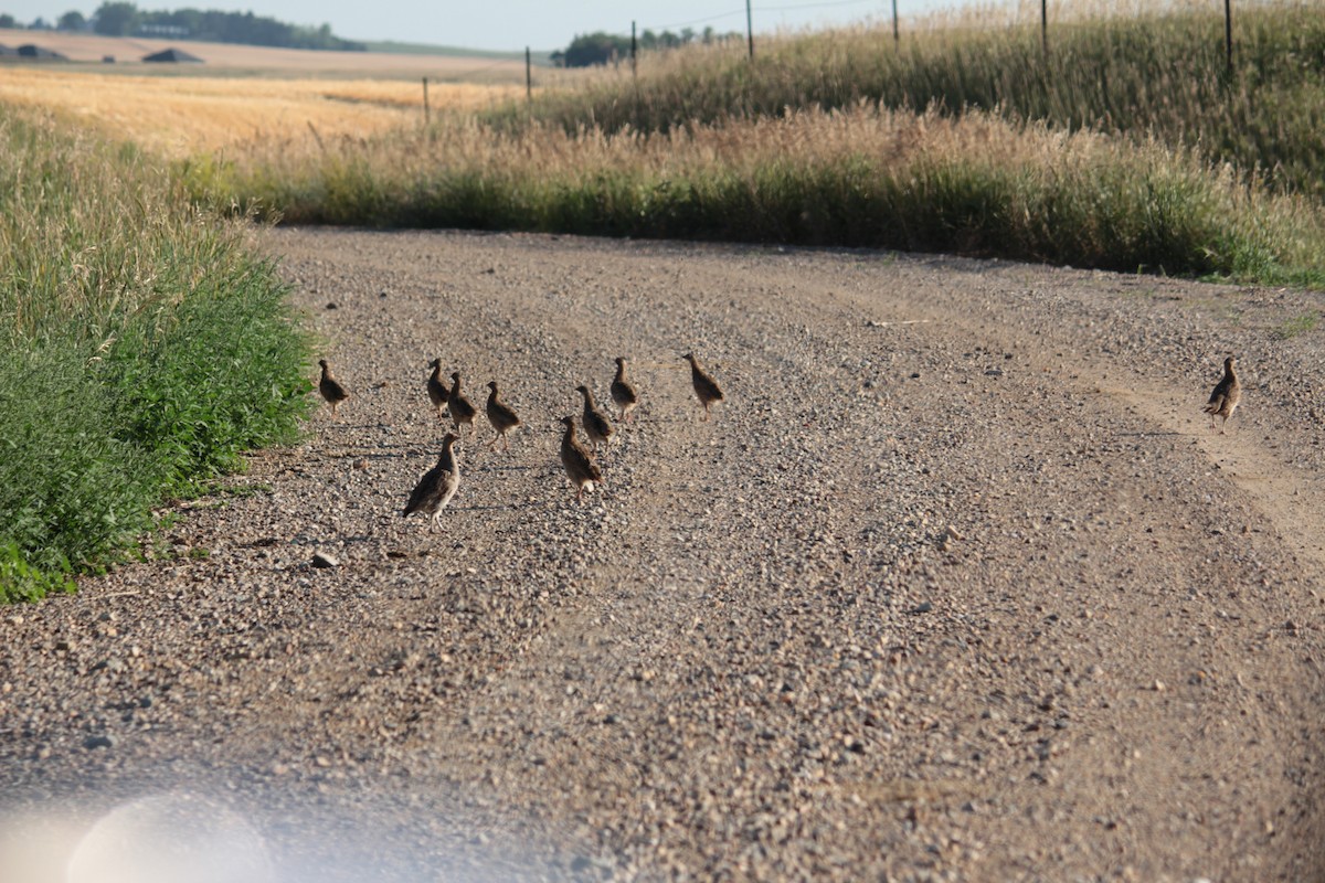 ML476279251 - Gray Partridge - Macaulay Library
