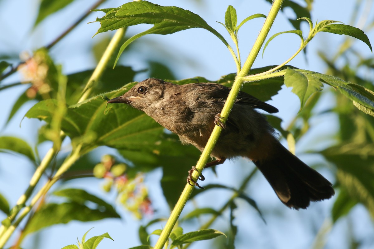 eBird Checklist - 18 Aug 2022 - Ashland Nature Center and Hawk Watch ...
