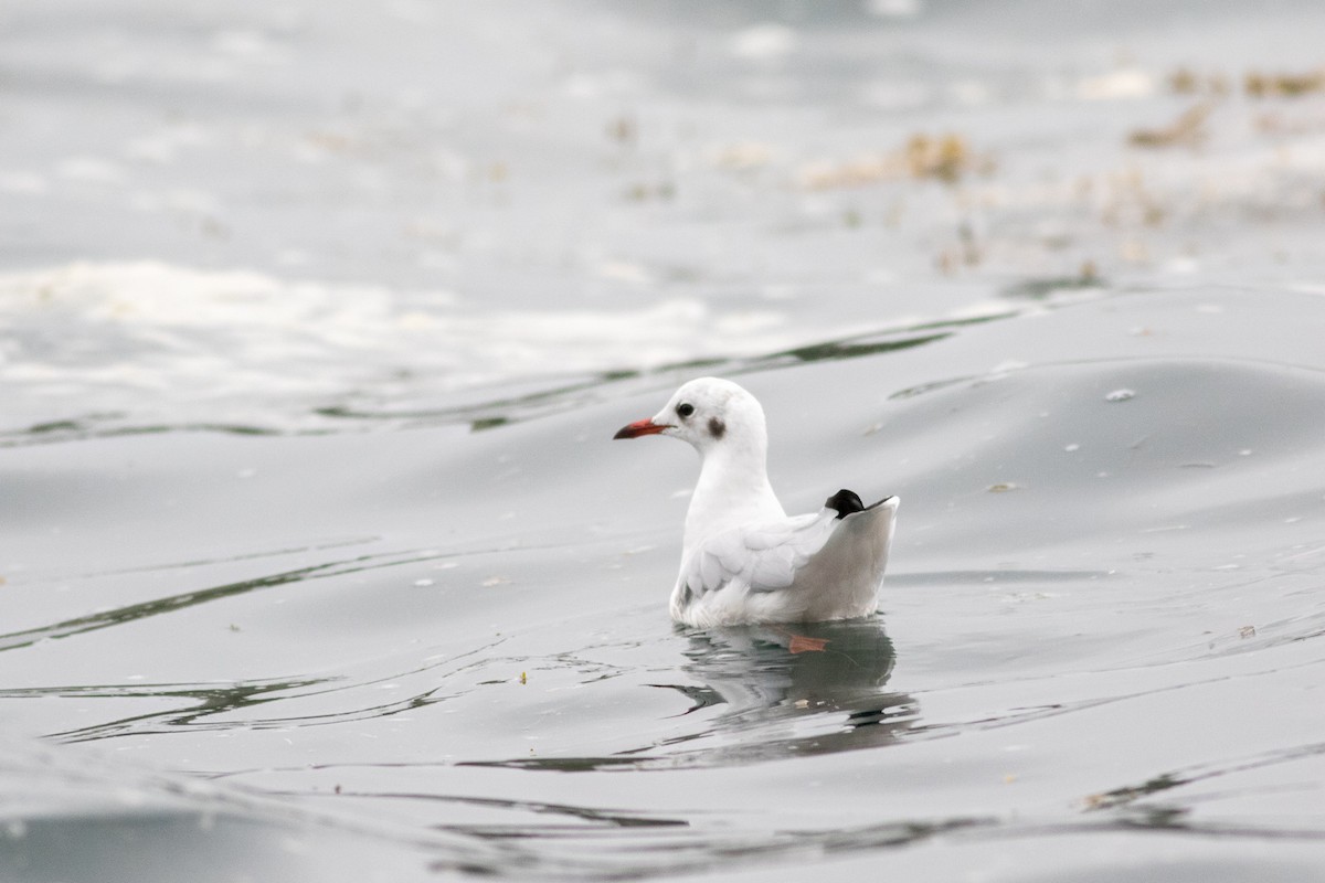 eBird Checklist - 18 Aug 2022 - Trinity Bay--Spaniard's Cove - 24 species