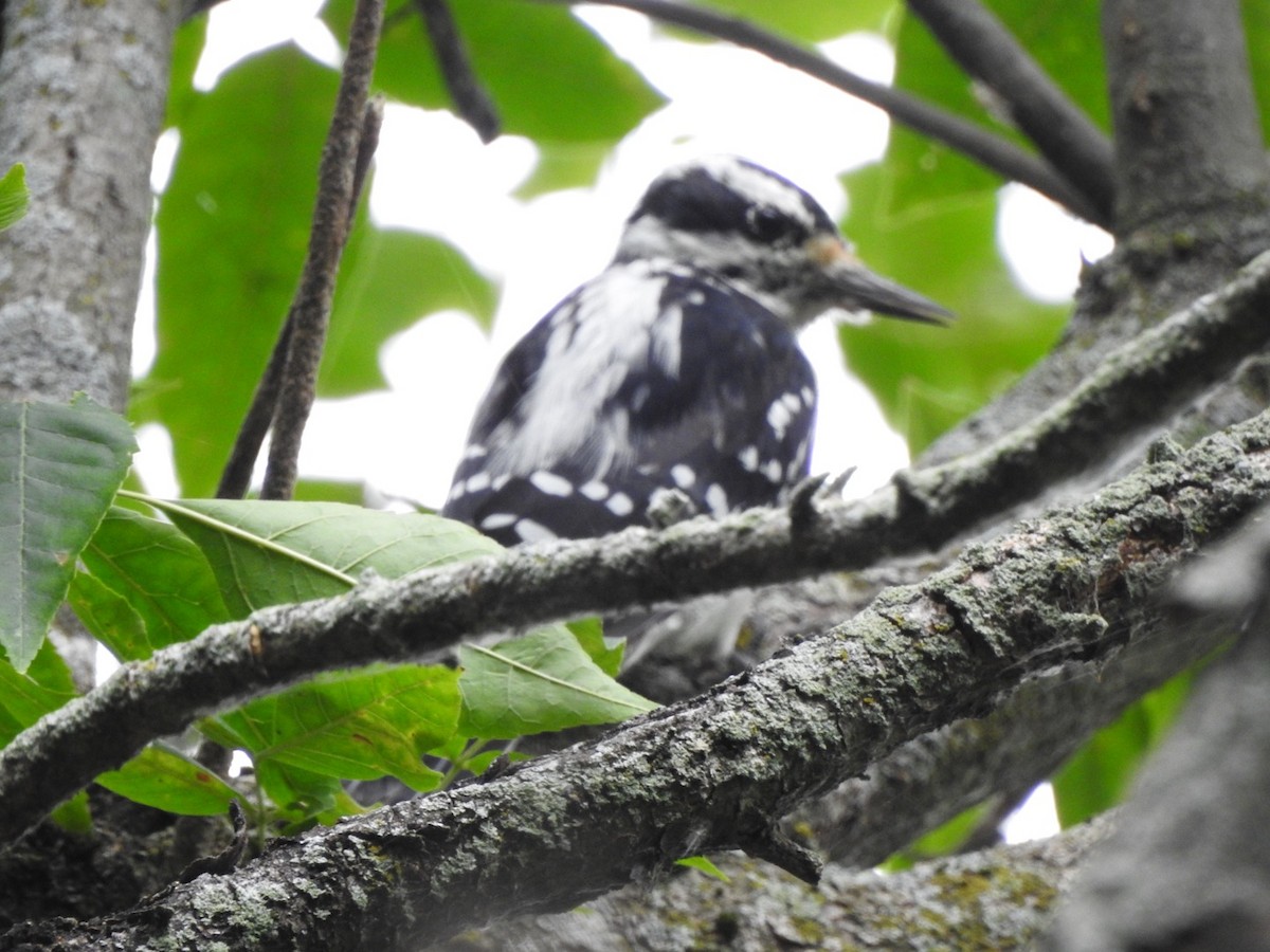 eBird Checklist - 18 Aug 2022 - Rg de la Barbotte, Lacolle - 10 species