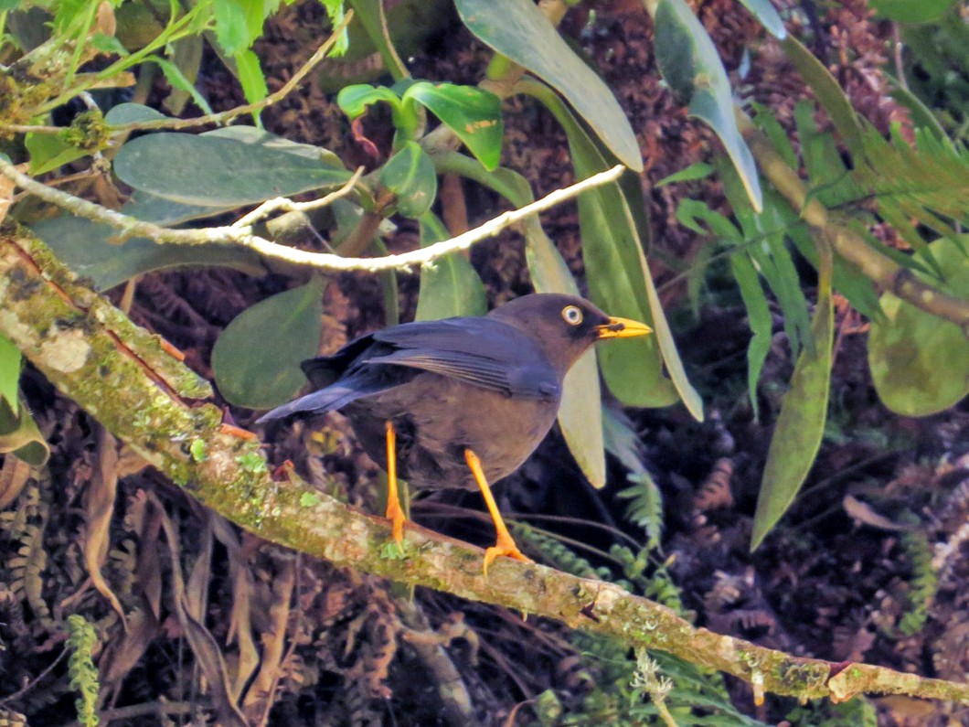 Sooty Thrush - eBird