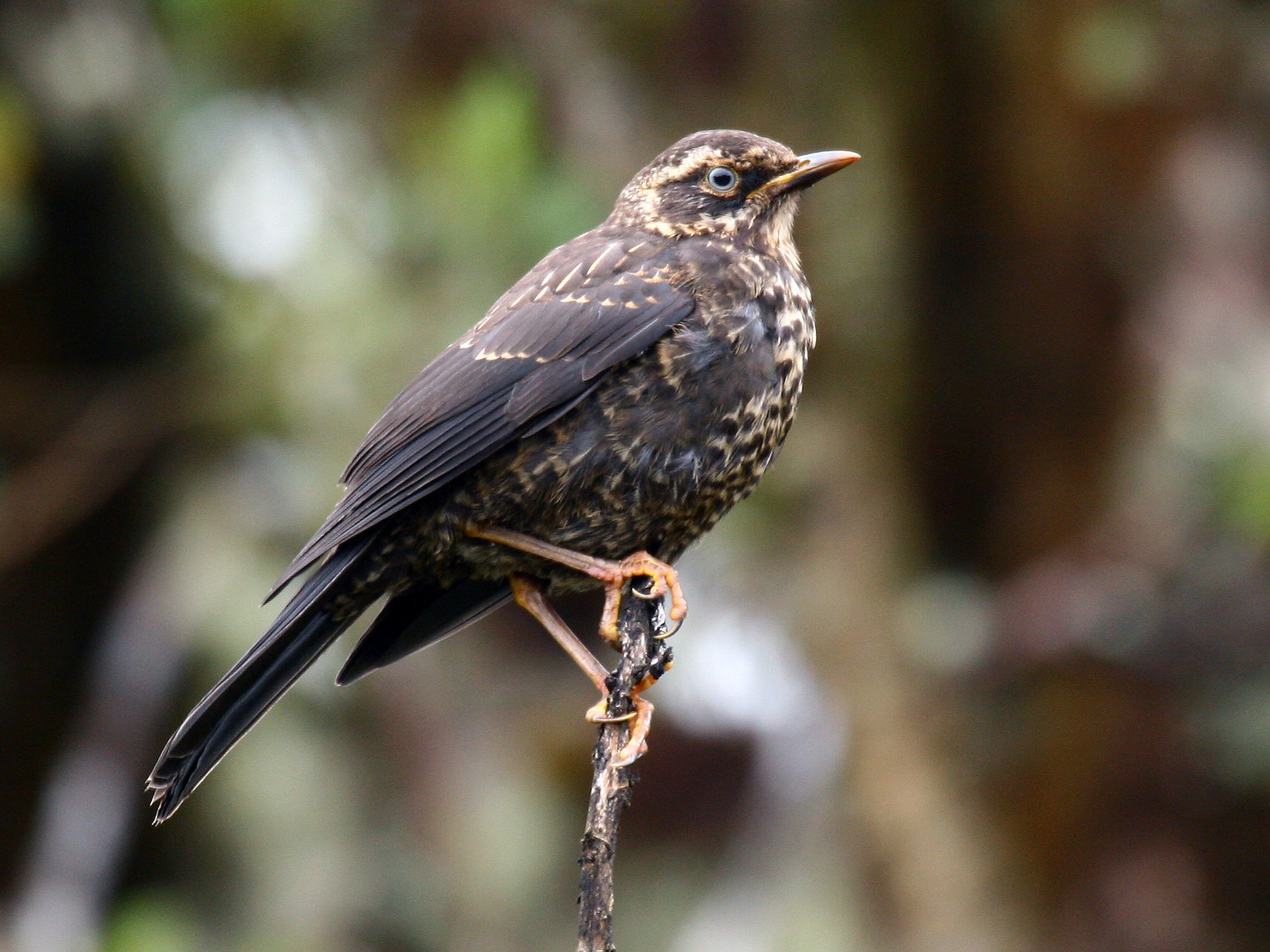 Sooty Thrush - eBird