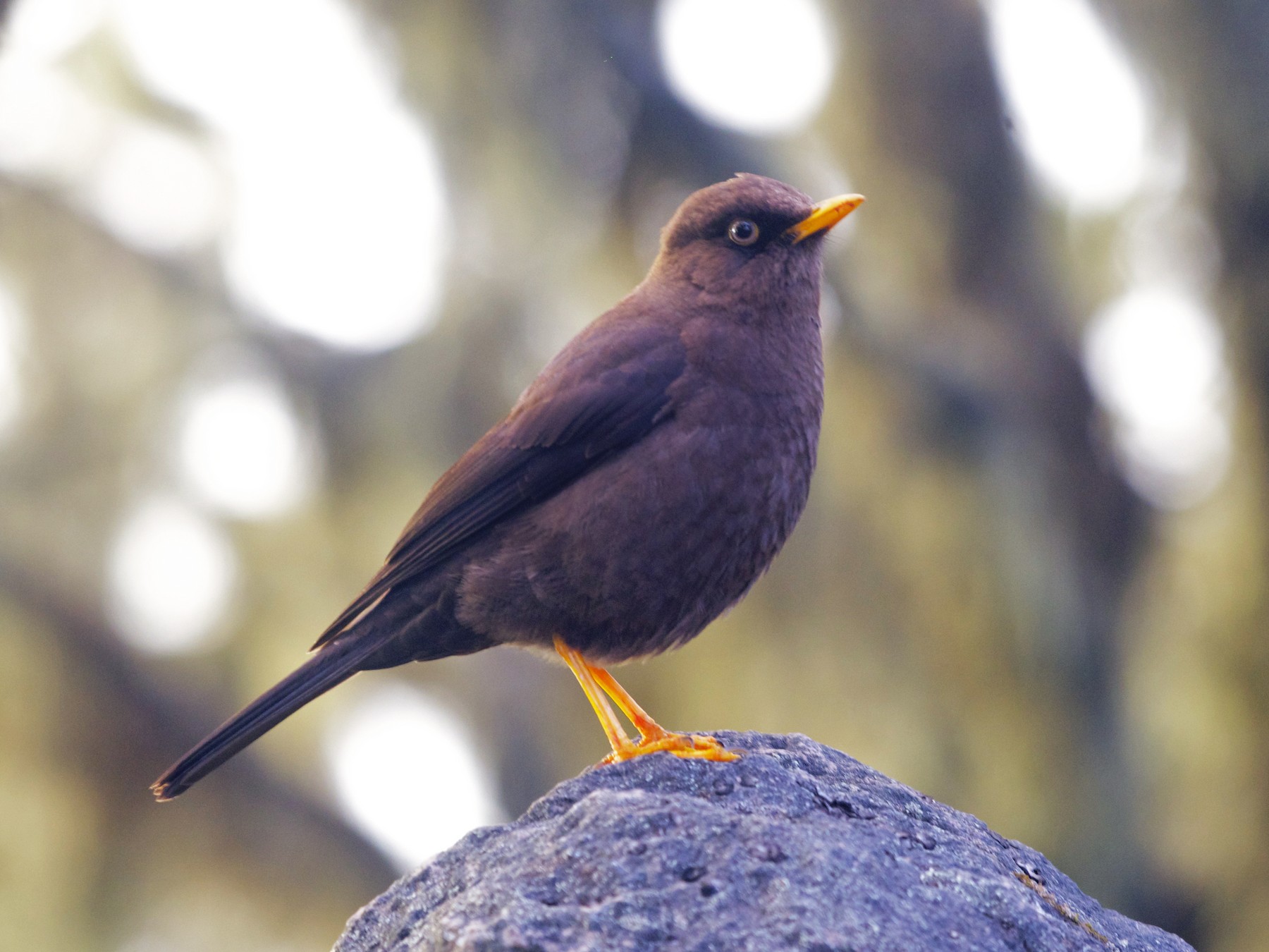 Sooty Thrush - eBird