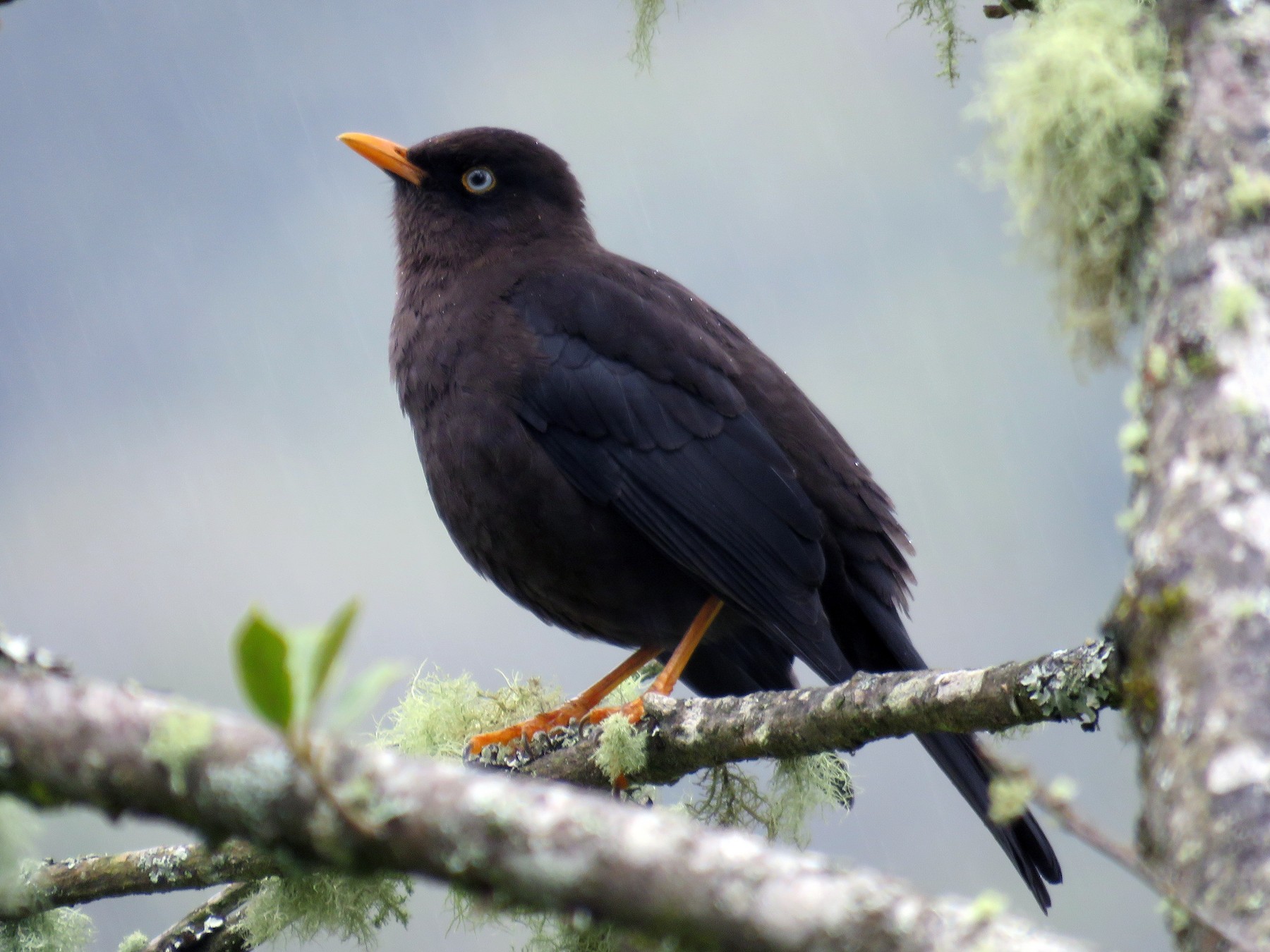 Sooty Thrush - eBird