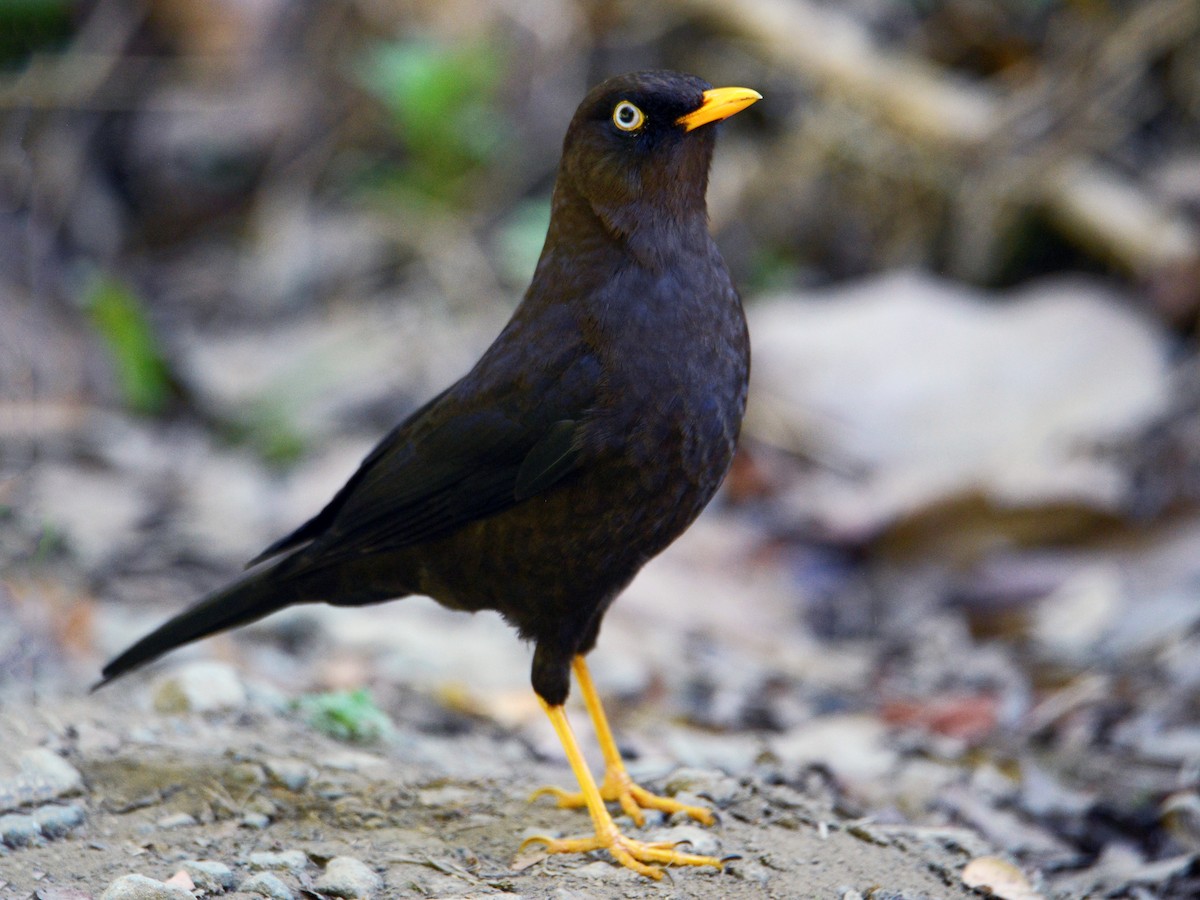 Sooty Thrush - Turdus nigrescens - Birds of the World