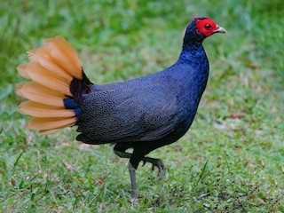 Malayan Crestless Fireback - Lophura erythrophthalma - Birds of the World