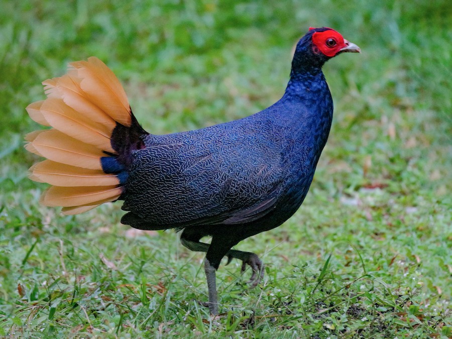 Malayan Crestless Fireback - eBird