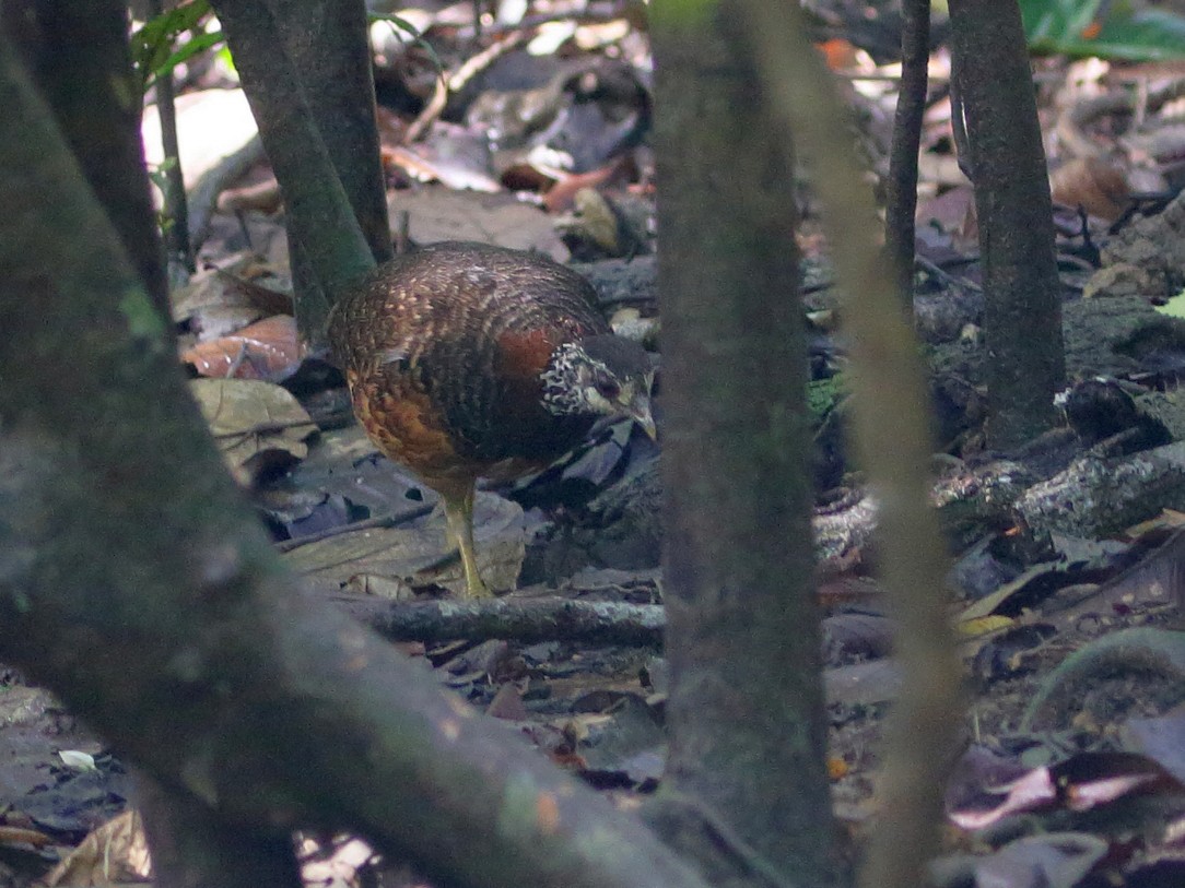 Chestnut-necklaced Partridge - eBird