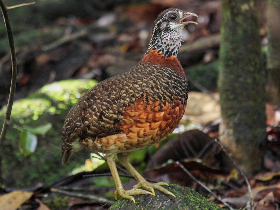 Sabah Partridge - eBird